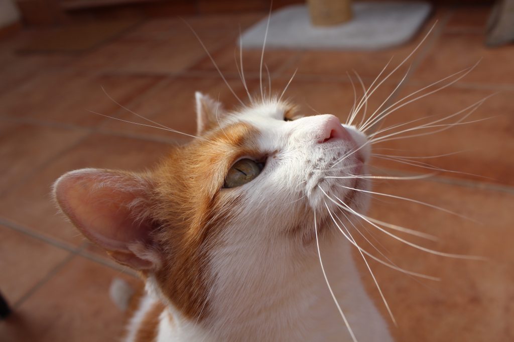 Conoce el verdadero significado del ronroneo - La Era Gatera