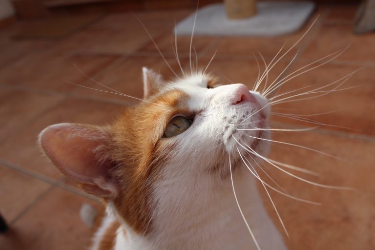 Conoce el verdadero significado del ronroneo - La Era Gatera