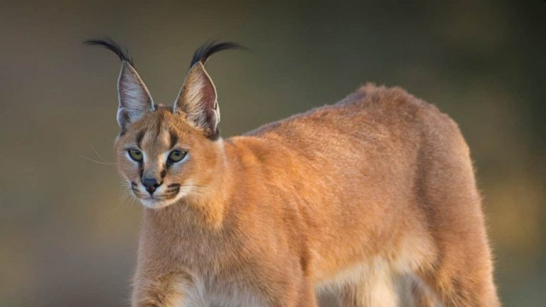El caracal - La Era Gatera