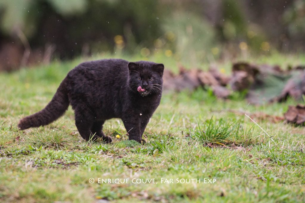El gato colorado o huiña - La Era Gatera